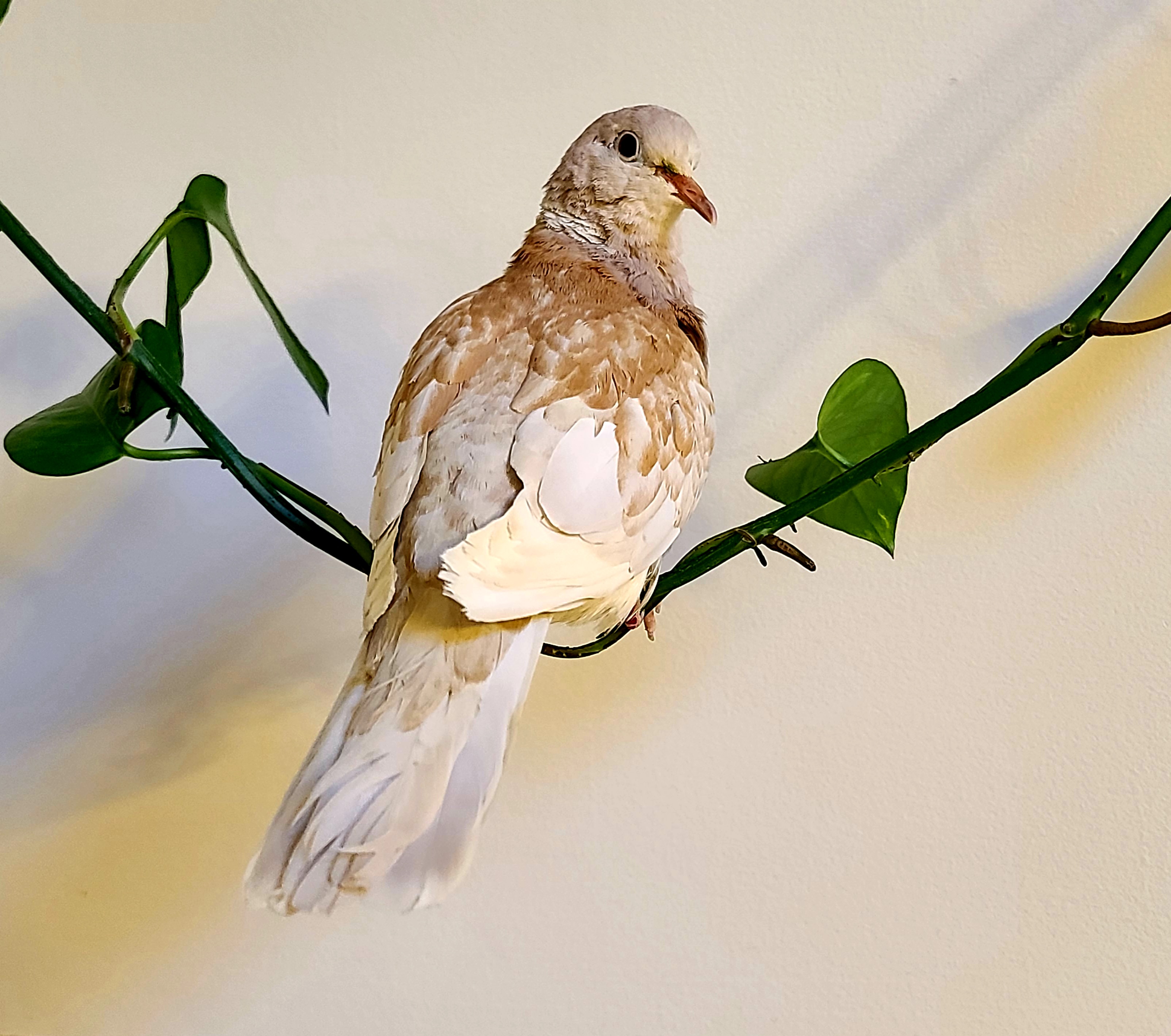 Rare White Ringneck Dove