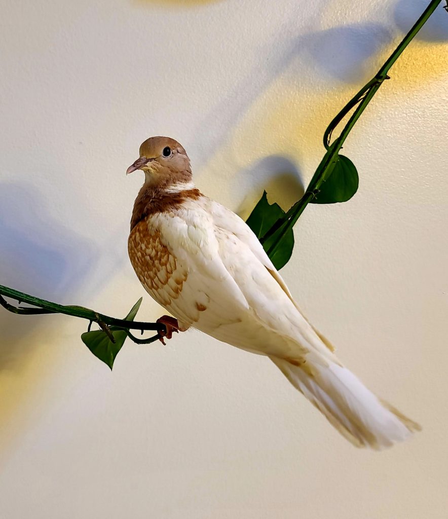 Tangerine Pearl White Back Ringneck Dove